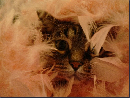 Kitty Stampede: Glamour Kitties